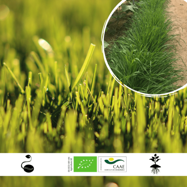 Semillas de Rábano Forrajero | Línea Abonos verdes