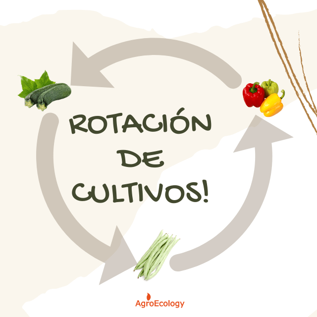 Rotación de cultivos aumenta la productividad de la tierra